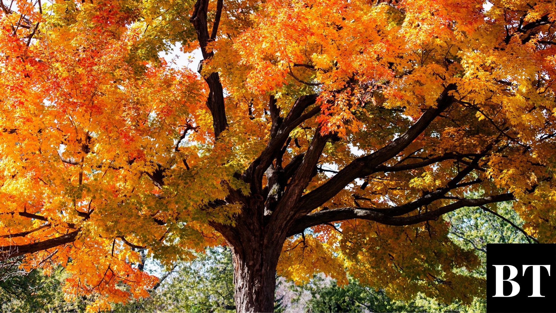 Top 5 fast-growing trees for your garden | Building Tutorials