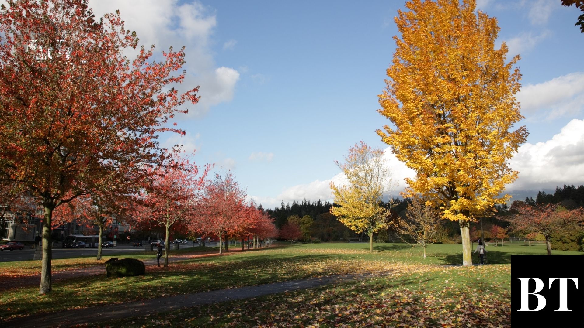 Top 5 fast-growing trees for your garden | Building Tutorials